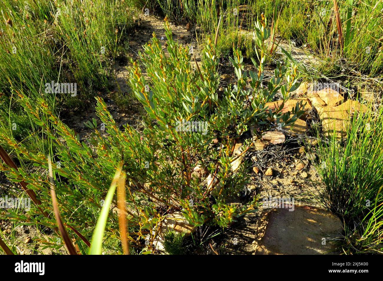 Mountain Honeybush (Cyclopia intermedia) Plantae Stock Photo - Alamy