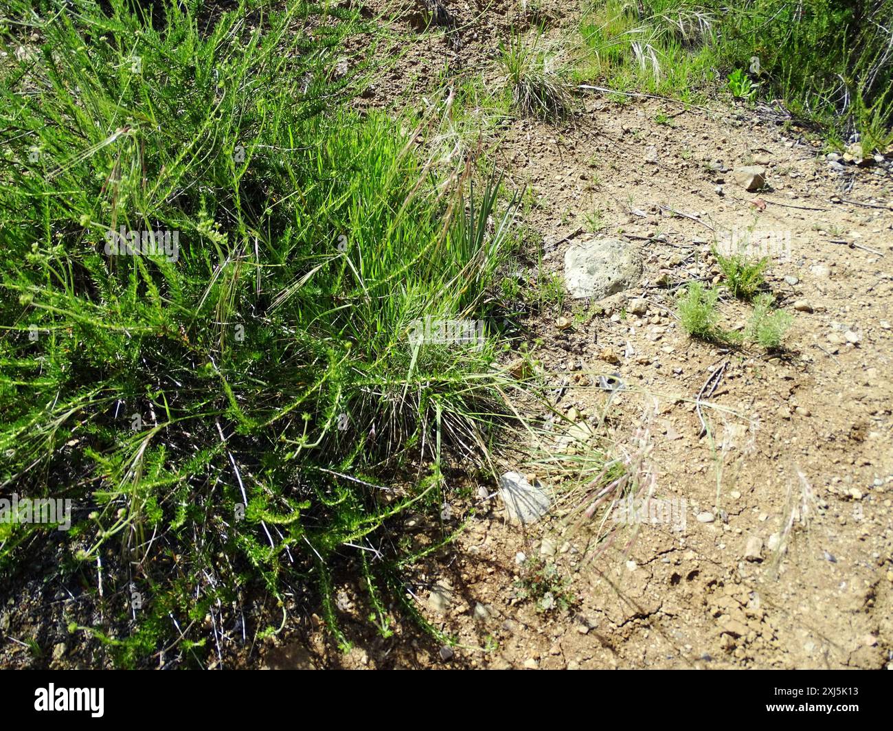 purple needlegrass (Nassella pulchra) Plantae Stock Photo - Alamy