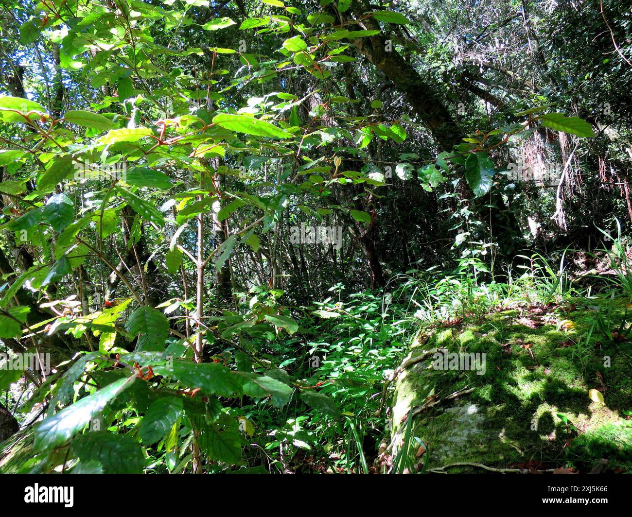 Assegai tree hi-res stock photography and images - Alamy