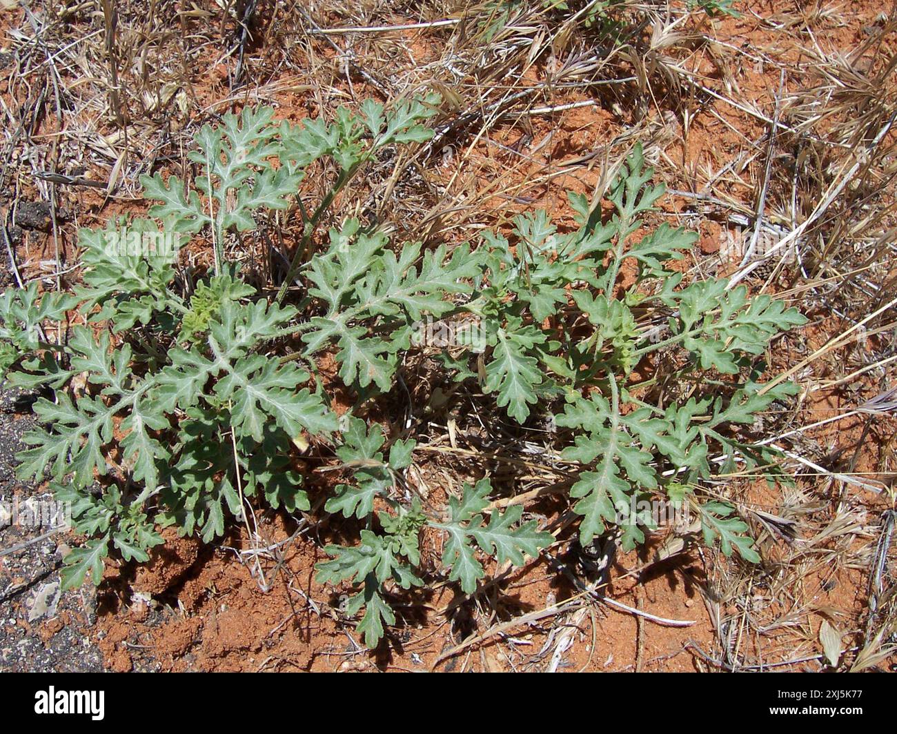 Flatspine Bursage (Ambrosia acanthicarpa) Plantae Stock Photo - Alamy