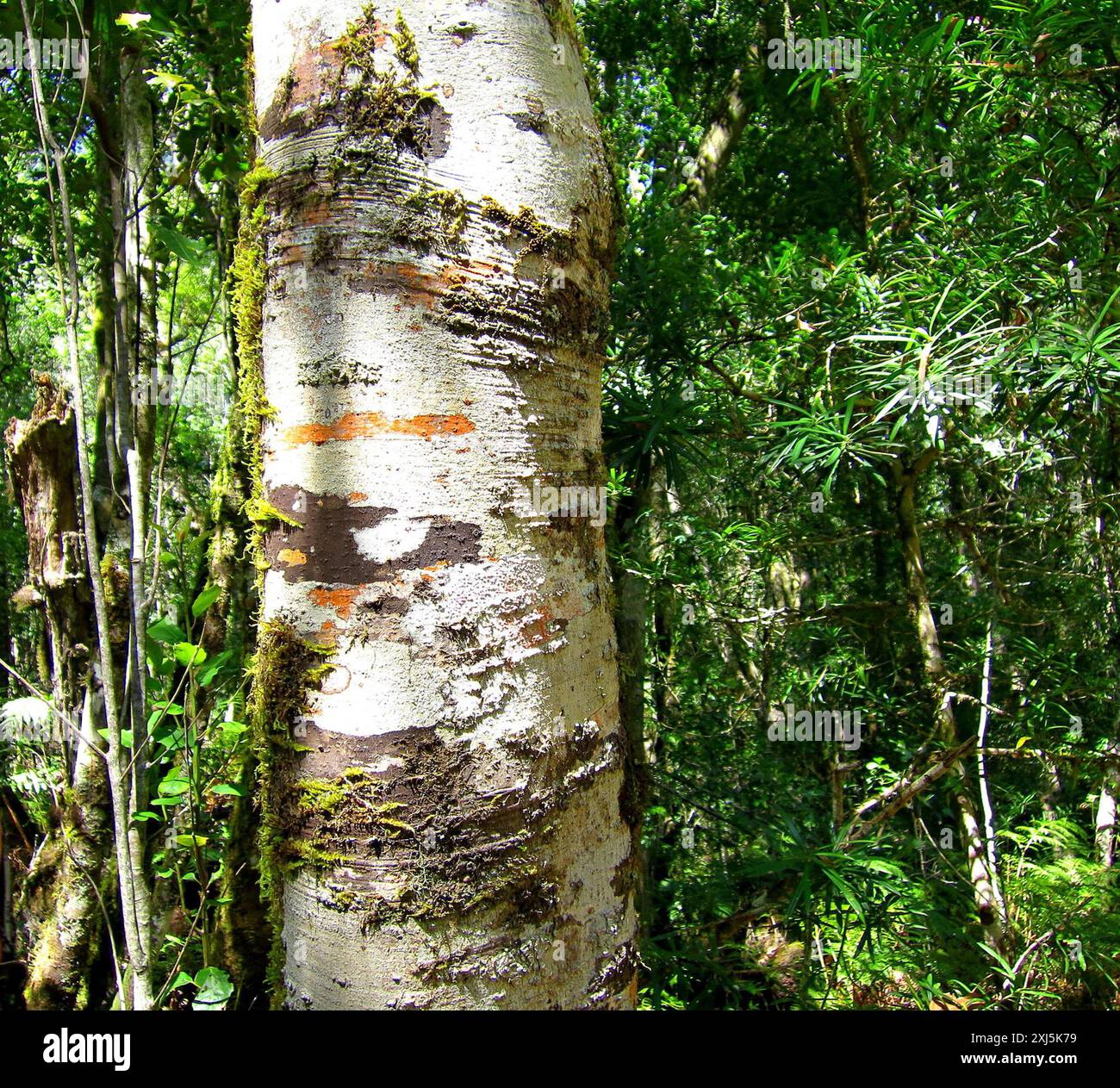 Stinkwood (Ocotea bullata) Plantae Stock Photo - Alamy