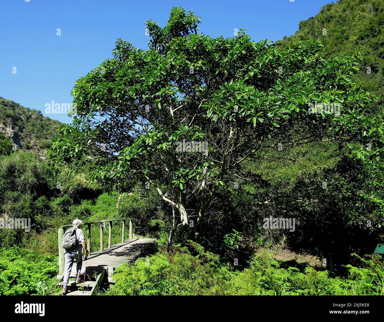 Cape Fig (Ficus sur) Plantae Stock Photo - Alamy