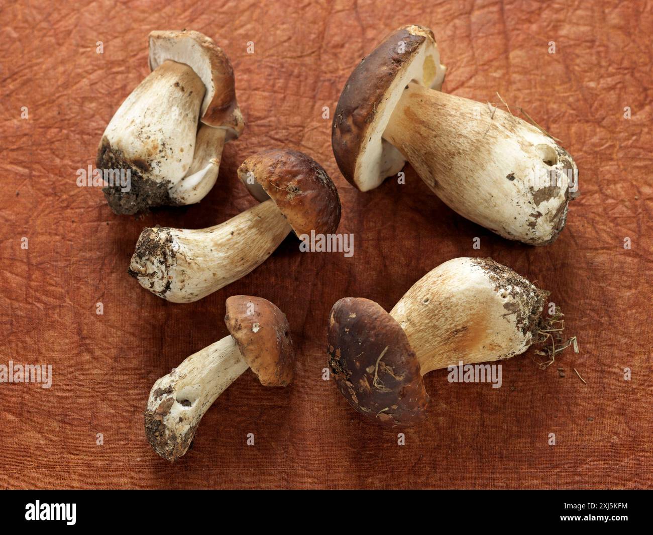 Ceps cut hi-res stock photography and images - Alamy