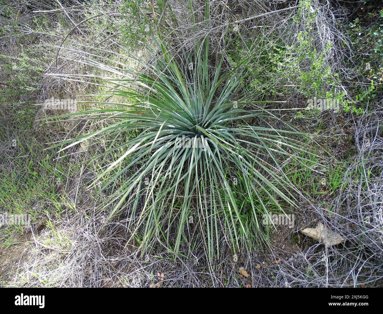 chaparral yucca (Hesperoyucca whipplei) Plantae Stock Photo - Alamy