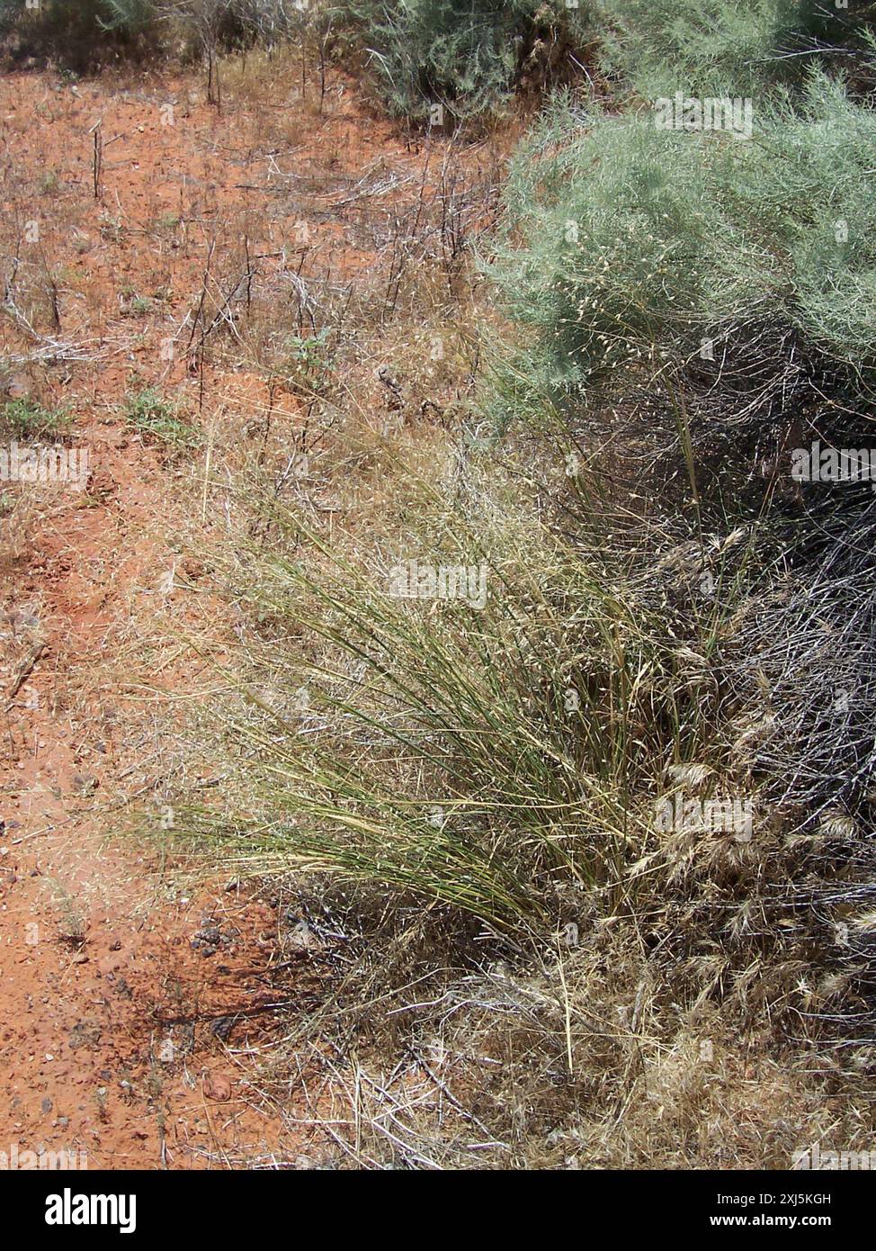 Sand Ricegrass (Eriocoma hymenoides) Plantae Stock Photo - Alamy