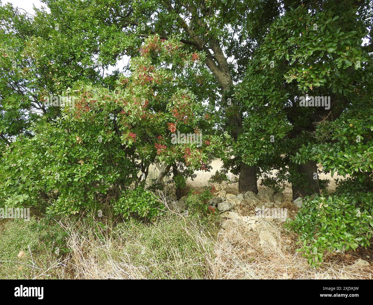terebinth (Pistacia terebinthus) Plantae Stock Photo - Alamy