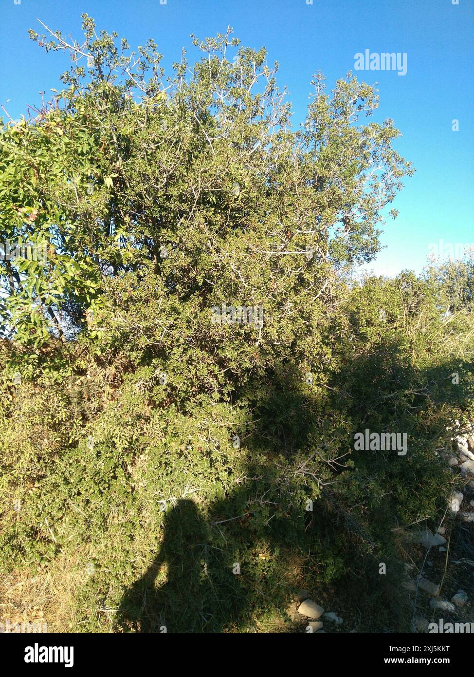 Kermes oak (Quercus coccifera) Plantae Stock Photo - Alamy