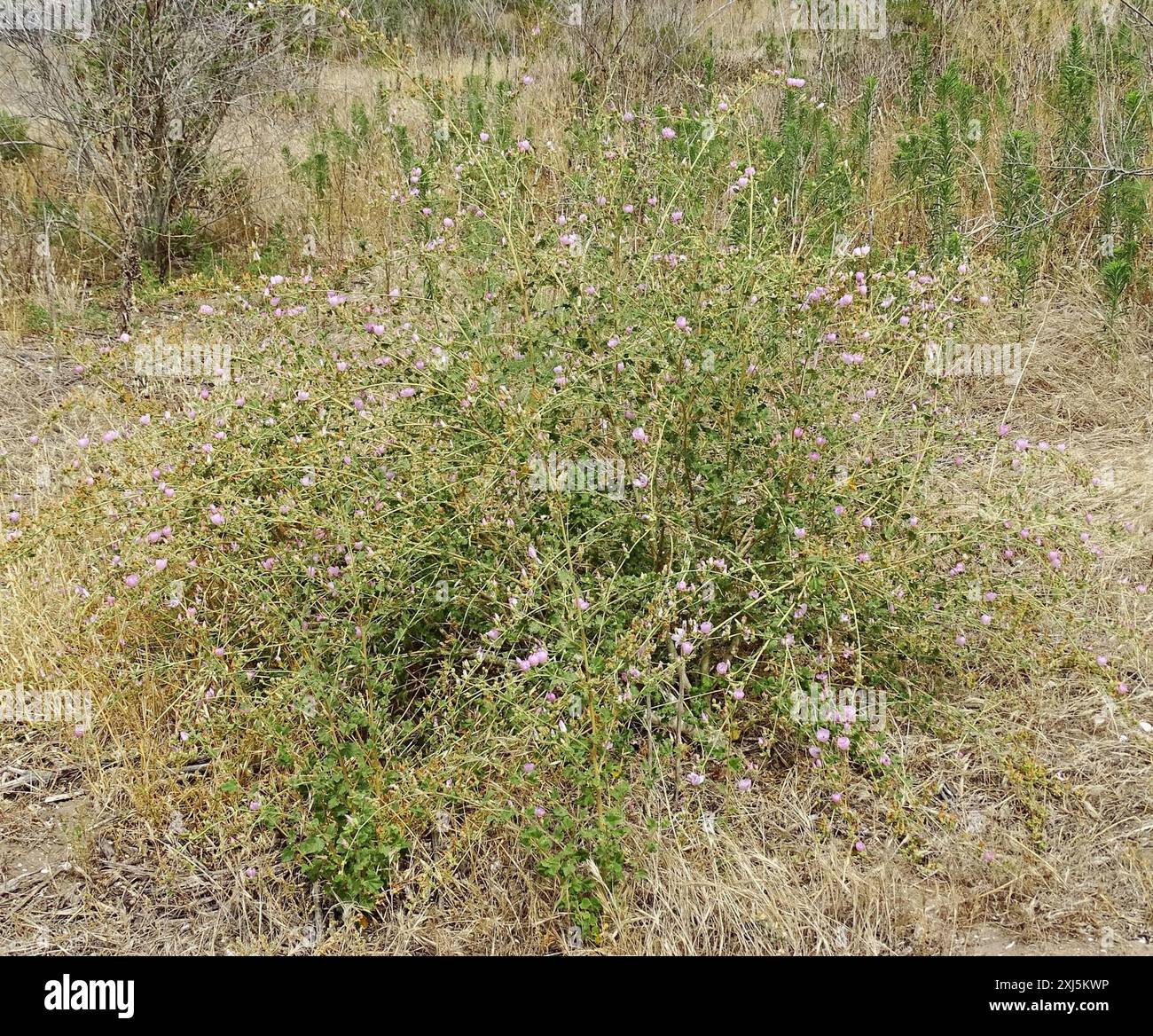 southern coastal bushmallow (Malacothamnus fasciculatus) Plantae Stock ...