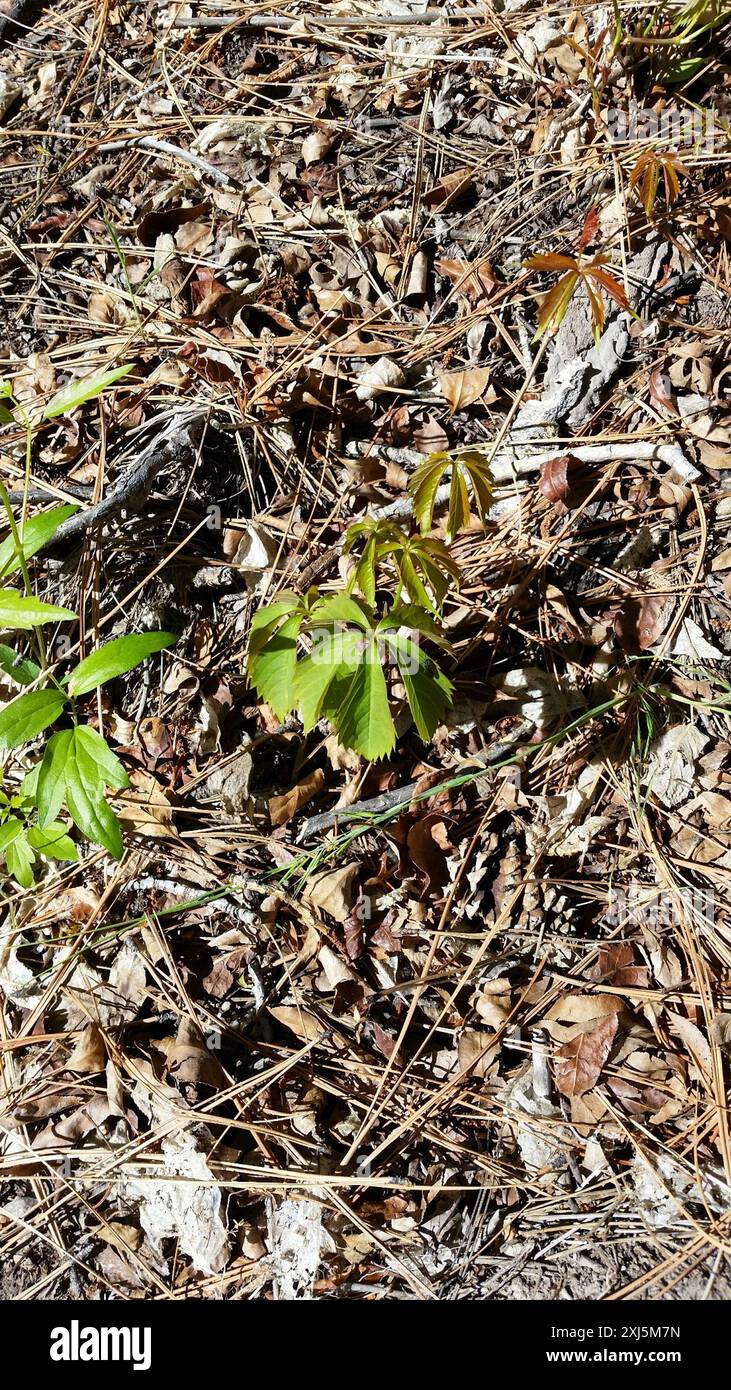 thicket creeper (Parthenocissus inserta) Plantae Stock Photo - Alamy