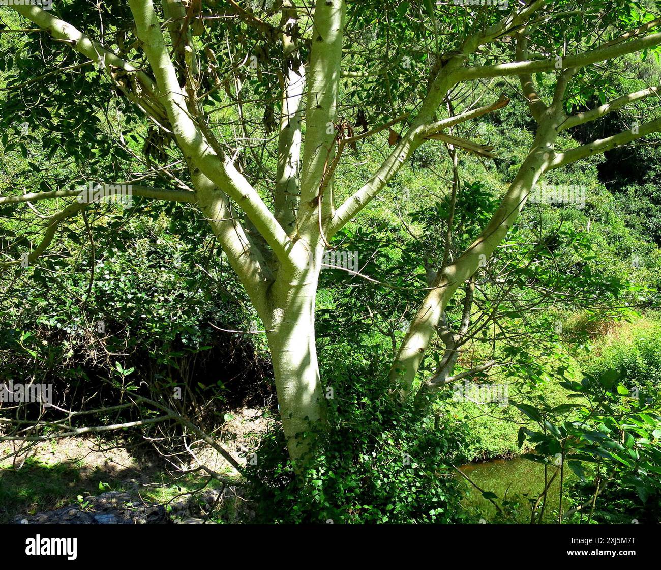 Cape Fig (Ficus sur) Plantae Stock Photo - Alamy