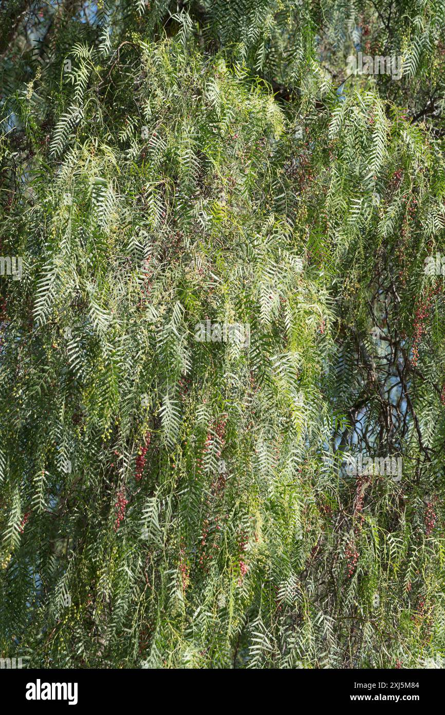 Peruvian Pepper Tree (Schinus molle) Plantae Stock Photo - Alamy