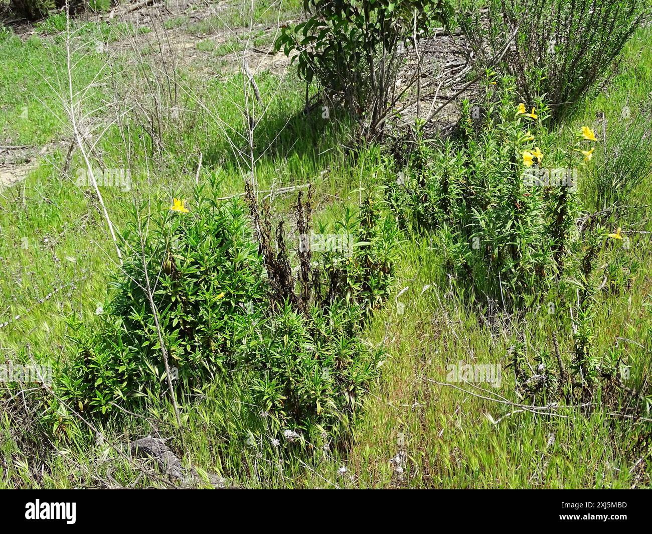 southern bush monkeyflower (Diplacus longiflorus) Plantae Stock Photo ...