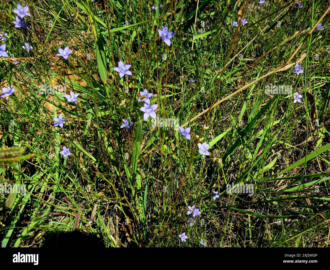 African Blue Bell (Wahlenbergia undulata) Plantae Stock Photo - Alamy