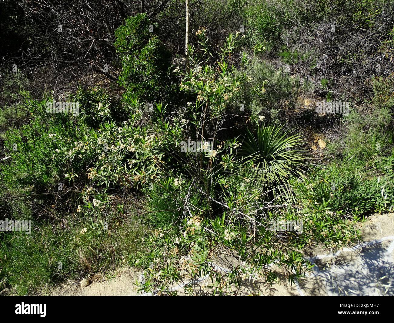 mule fat (Baccharis salicifolia) Plantae Stock Photo - Alamy