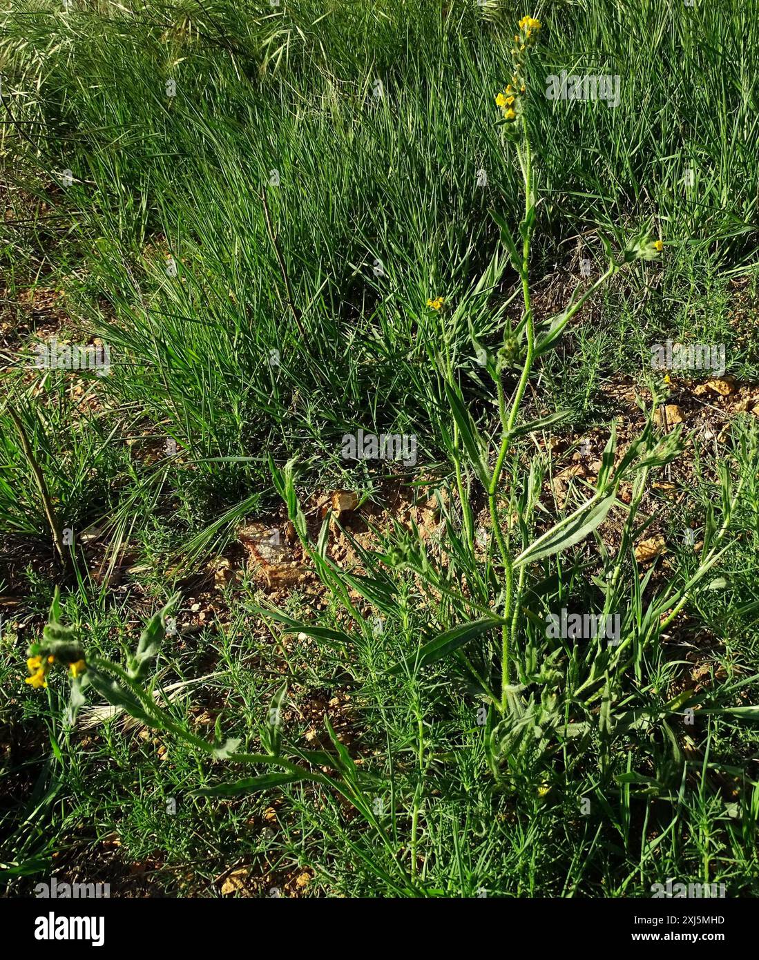 Common Fiddleneck (Amsinckia menziesii) Plantae Stock Photo - Alamy