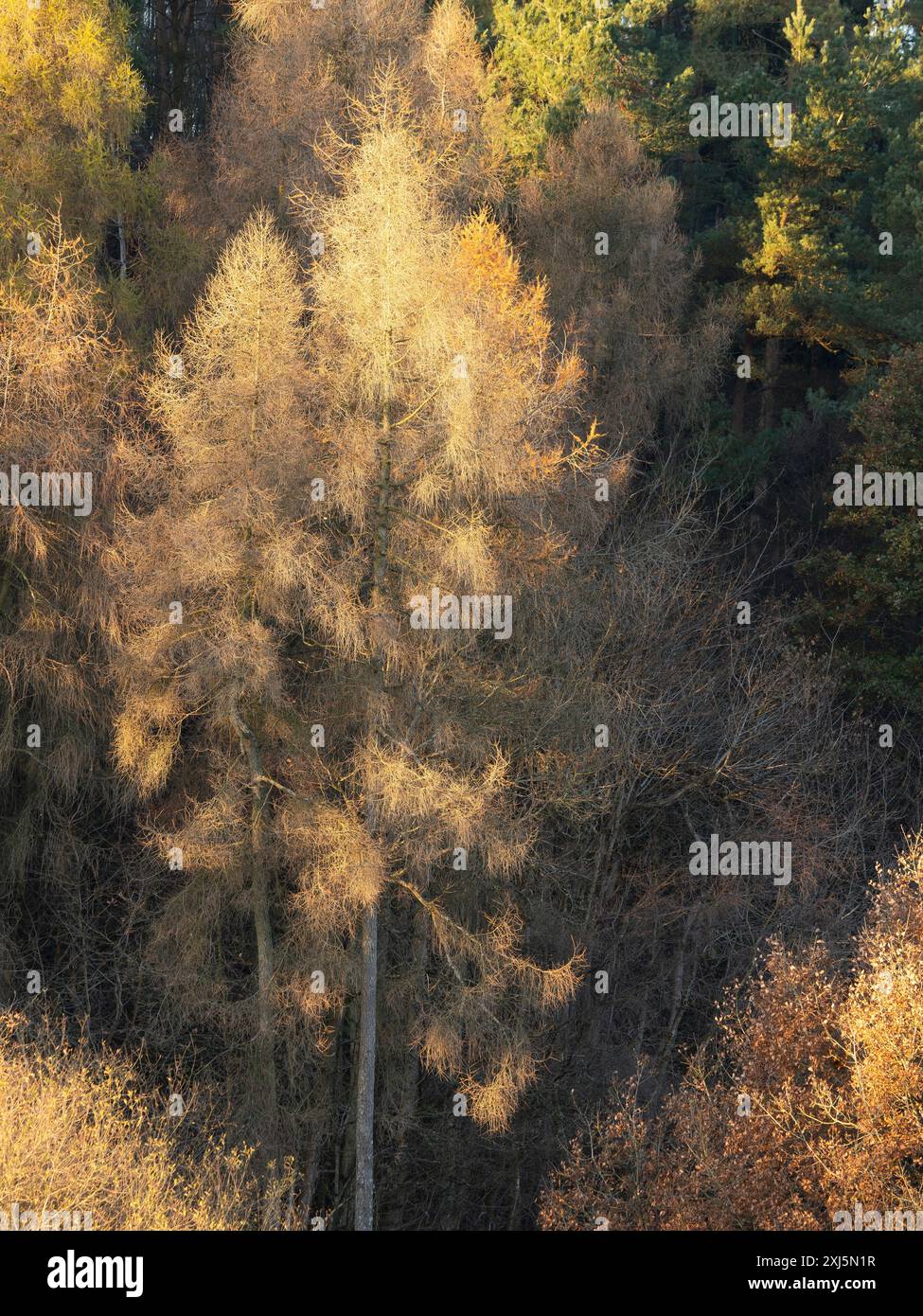 South Shropshire landscapes and woodland viewed from Hopesay Common ...