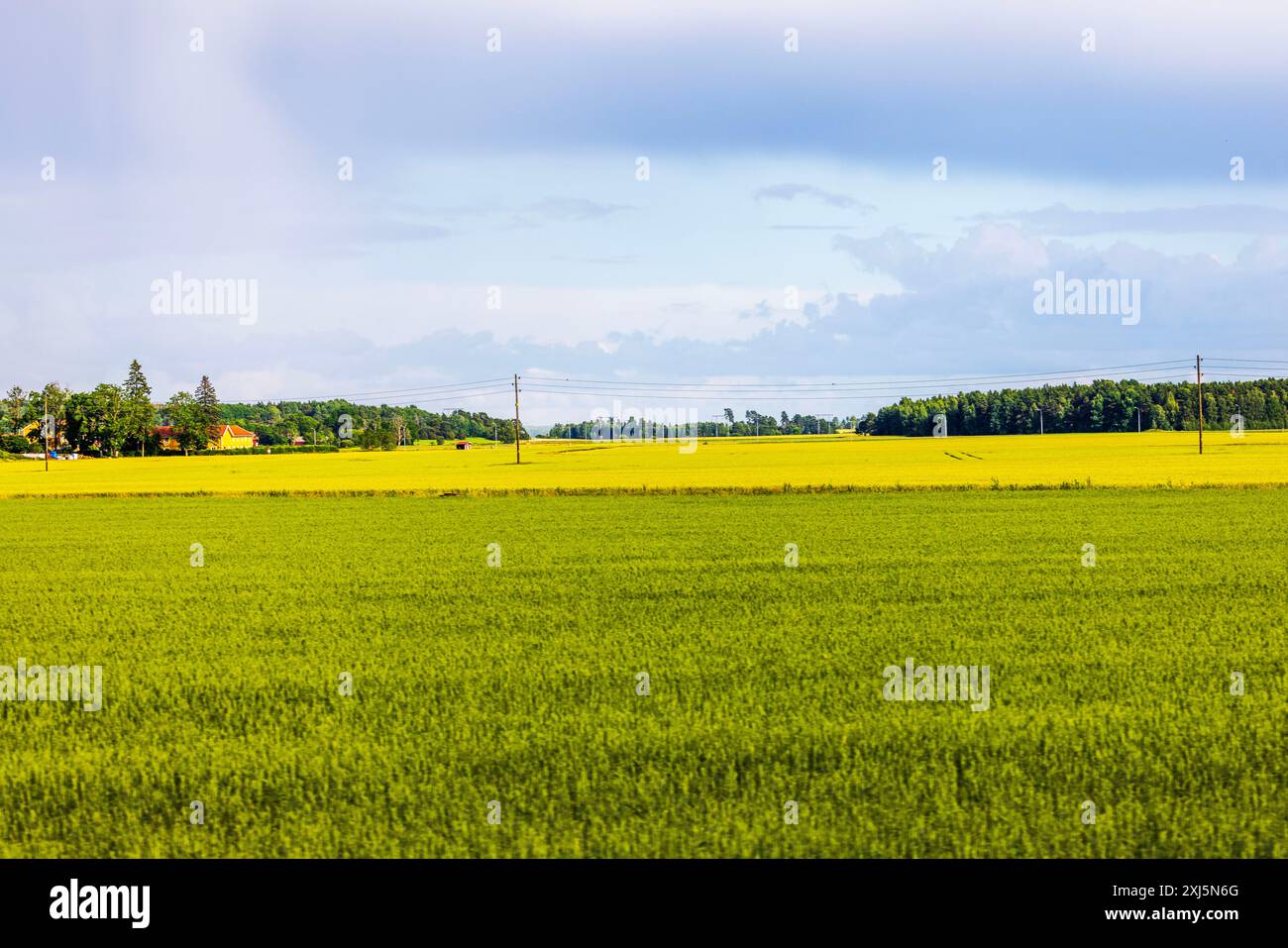 Beautiful view from passing car window of fields planted with rapeseed ...