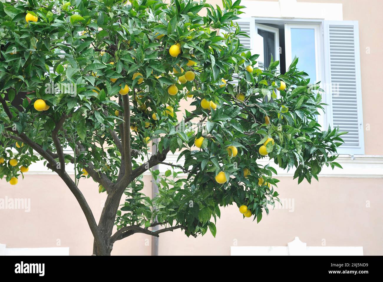 Lemon tree in Italy Stock Photo - Alamy