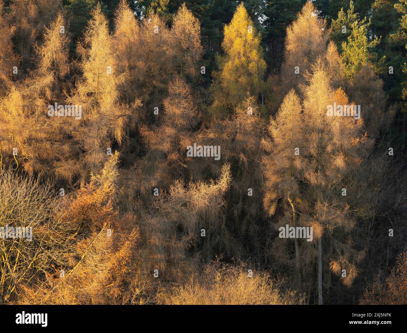 South Shropshire landscapes and woodland viewed from Hopesay Common ...