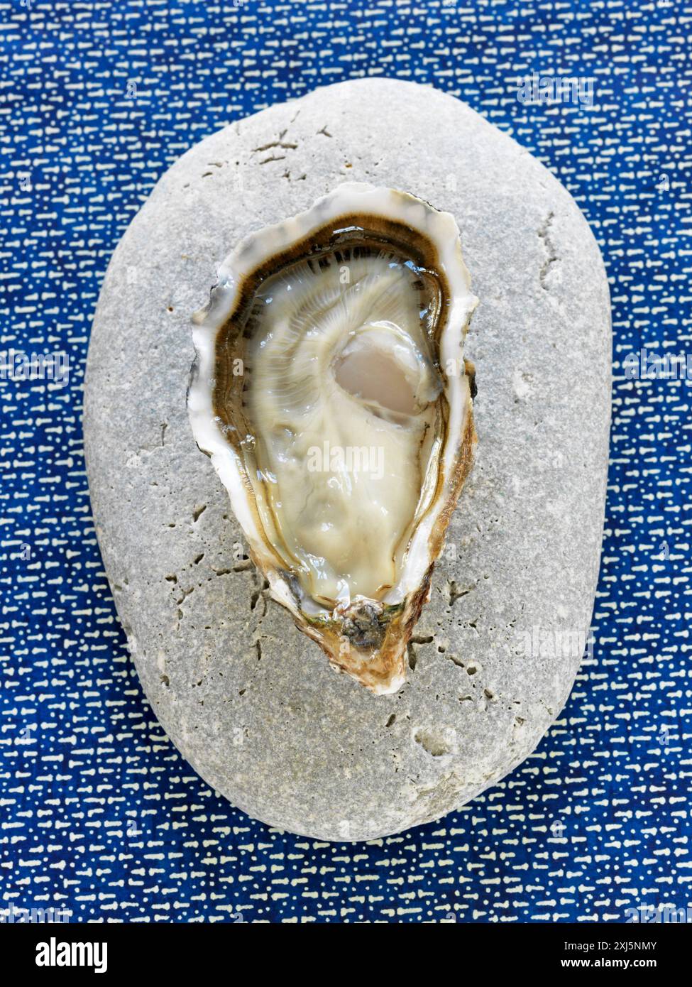 Blue grey oyster hi-res stock photography and images - Alamy