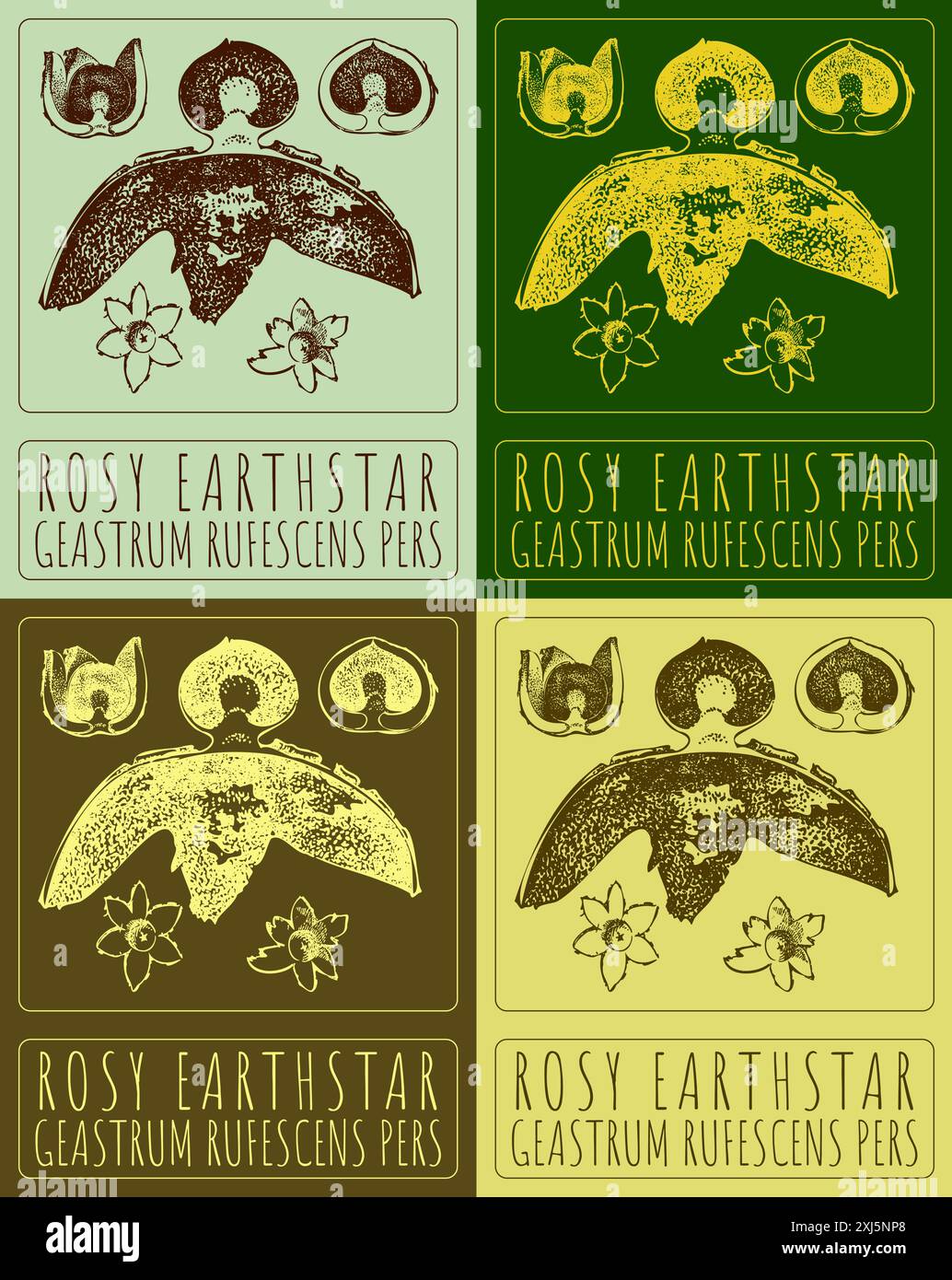 Set of vector drawing ROSY EARTHSTAR in various colors. Hand drawn ...