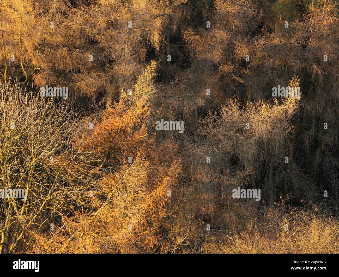 South Shropshire landscapes and woodland viewed from Hopesay Common ...