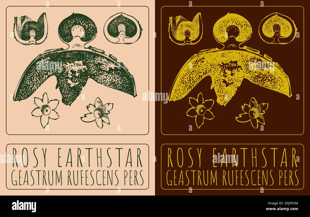 Vector drawing ROSY EARTHSTAR. Hand drawn illustration. The Latin name ...
