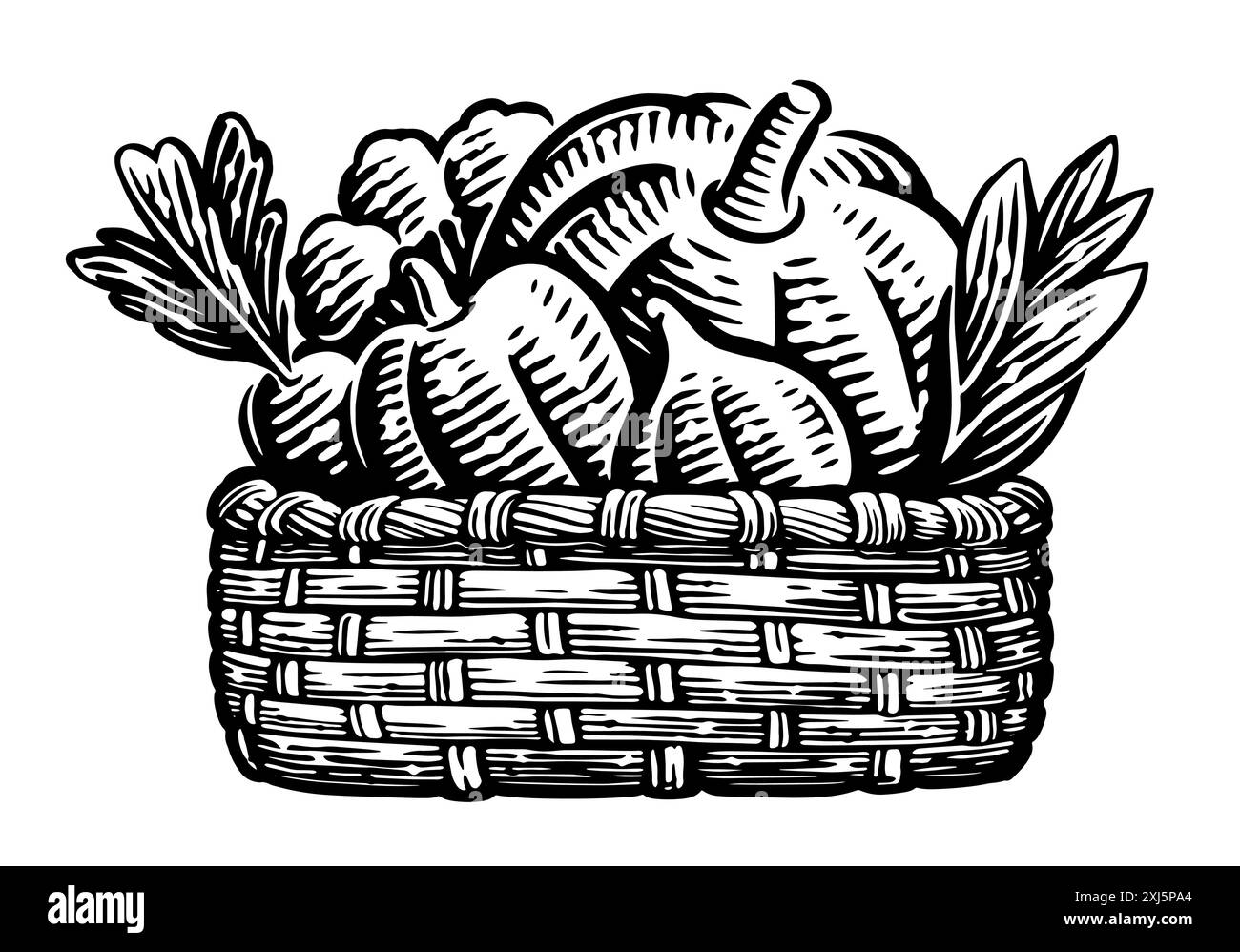 Organic farm food. Fresh vegetables in wicker basket. Hand drawn sketch ...