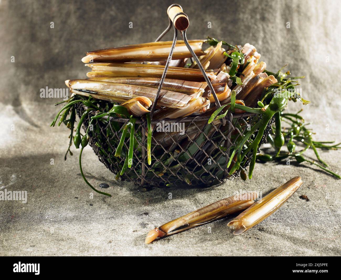 Razor clam shell hi-res stock photography and images - Alamy