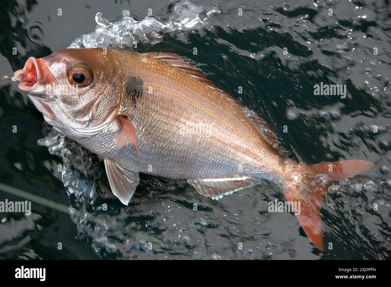 Fishing for black bream hi-res stock photography and images - Alamy