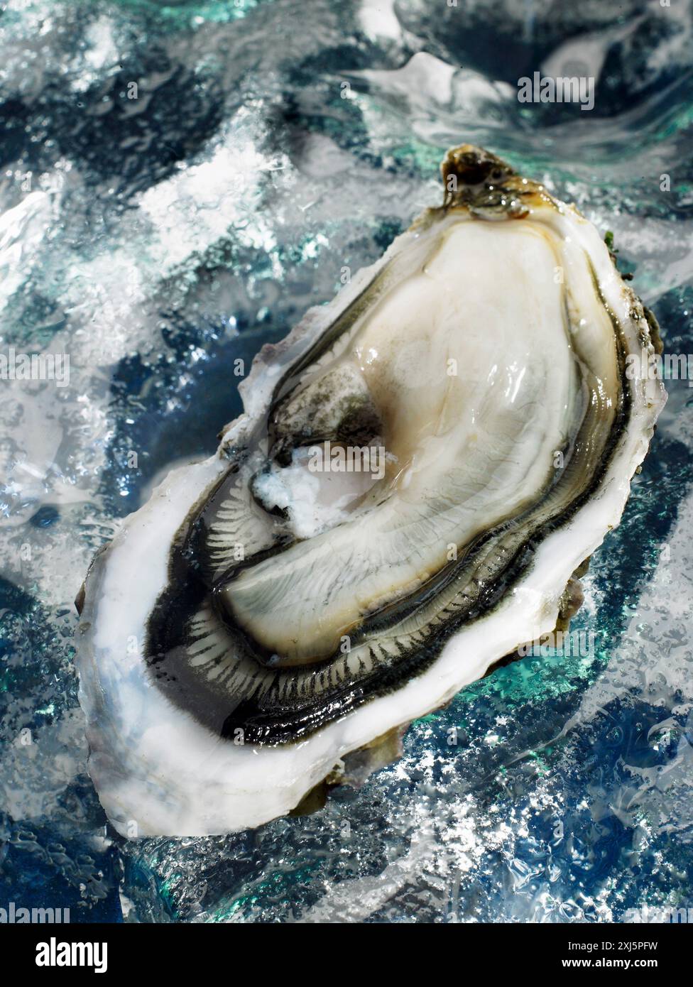 Hollow shell hi-res stock photography and images - Alamy