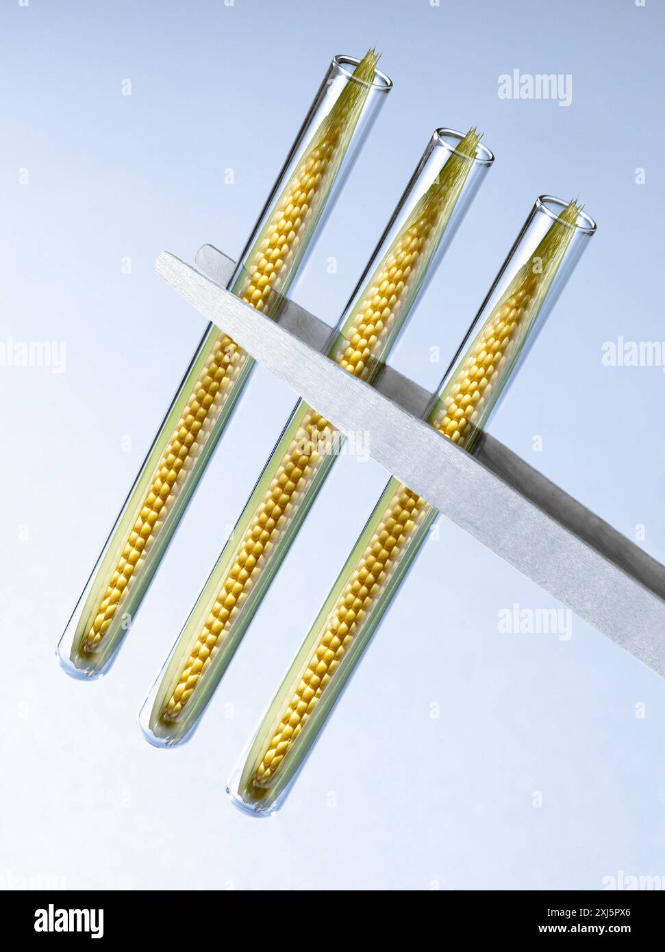 Test tubes transgenic corn hi-res stock photography and images - Alamy