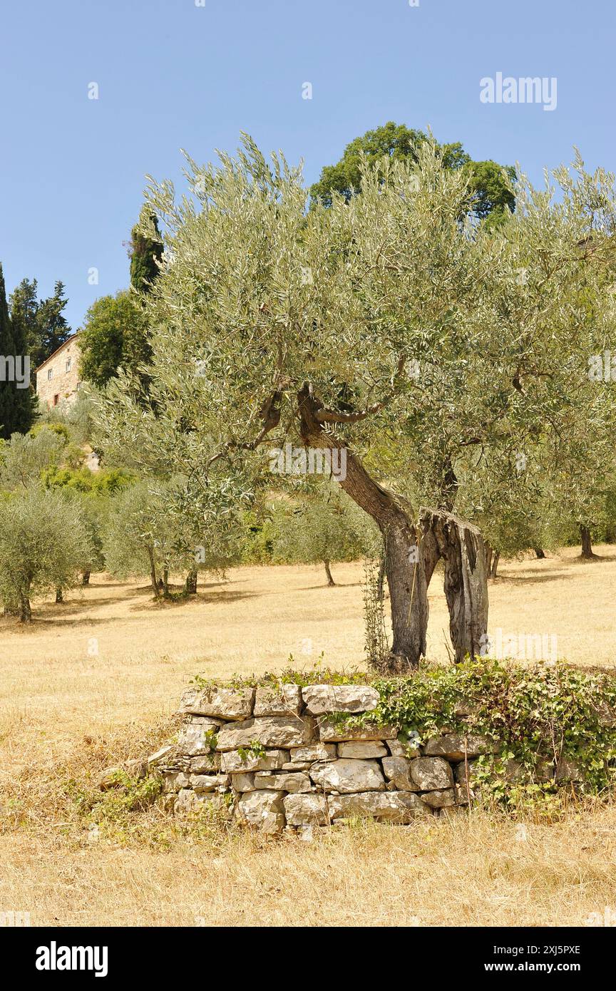 Olive trees in Toscany Stock Photo - Alamy