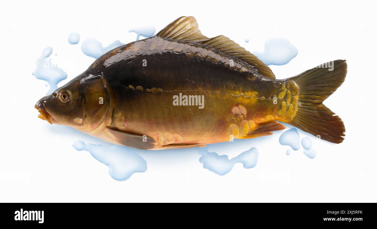 Carp out of water hi-res stock photography and images - Alamy