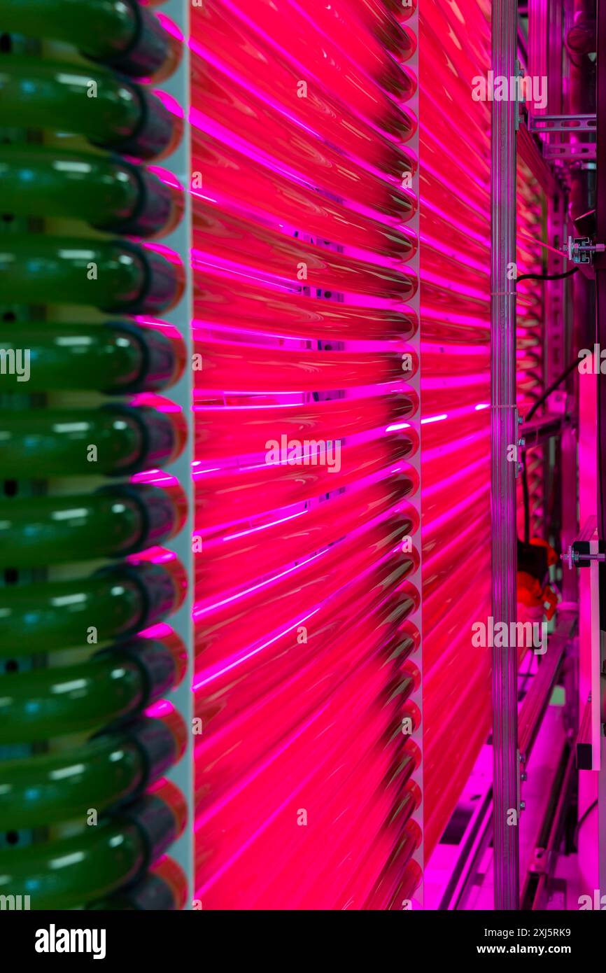 Photobioreactors hi-res stock photography and images - Alamy