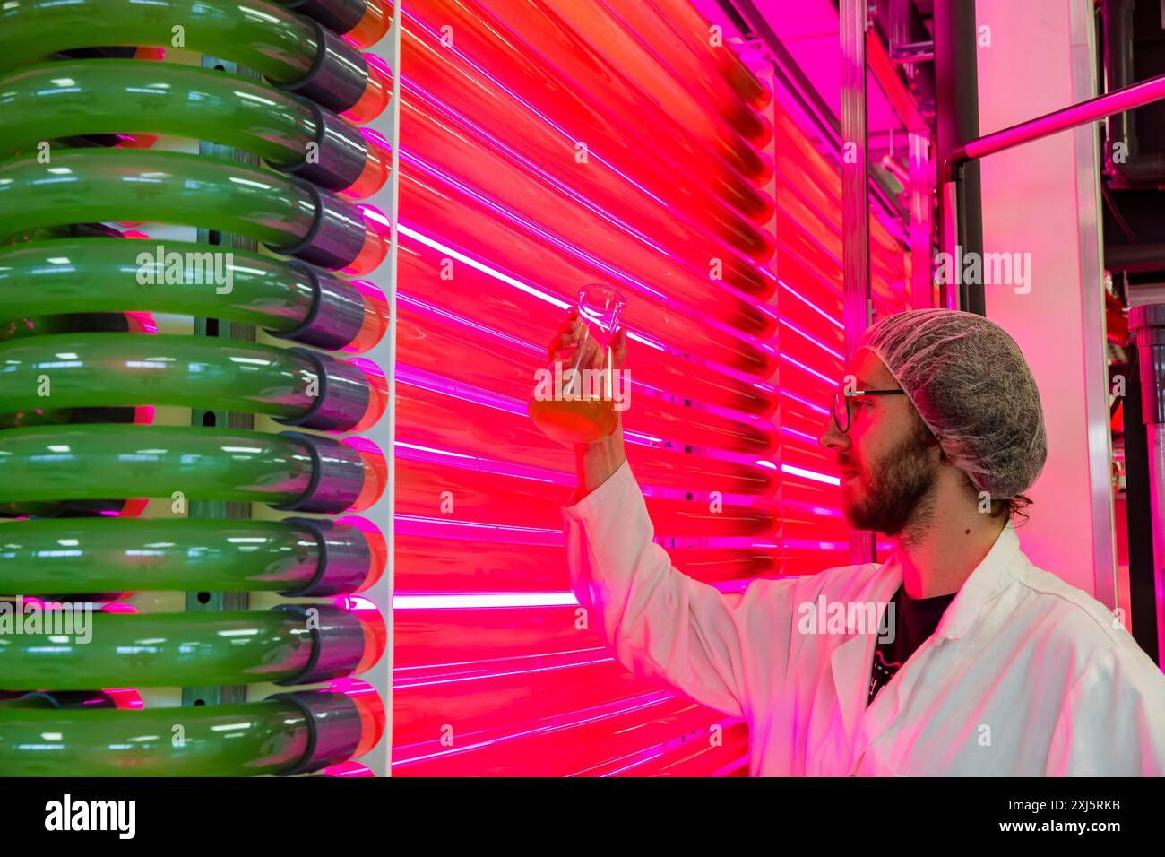 Plant cultivation of microalgae hi-res stock photography and images - Alamy