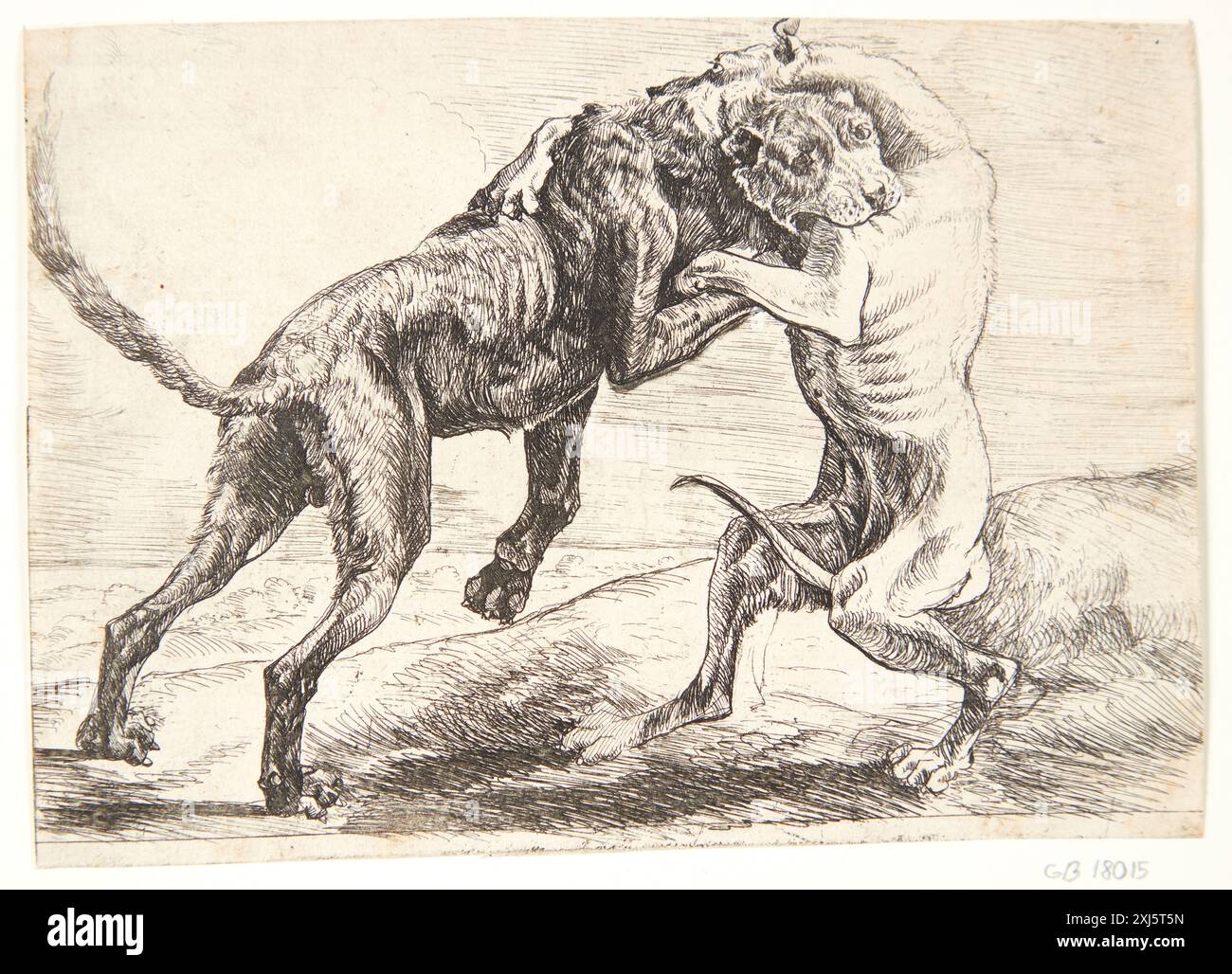 Etching by Paulus van Hillegaert showing two dogs fighting. Part of ...