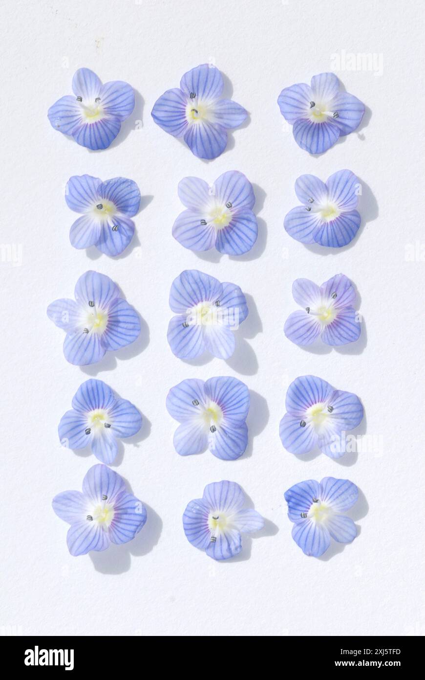 Violet line hi-res stock photography and images - Alamy
