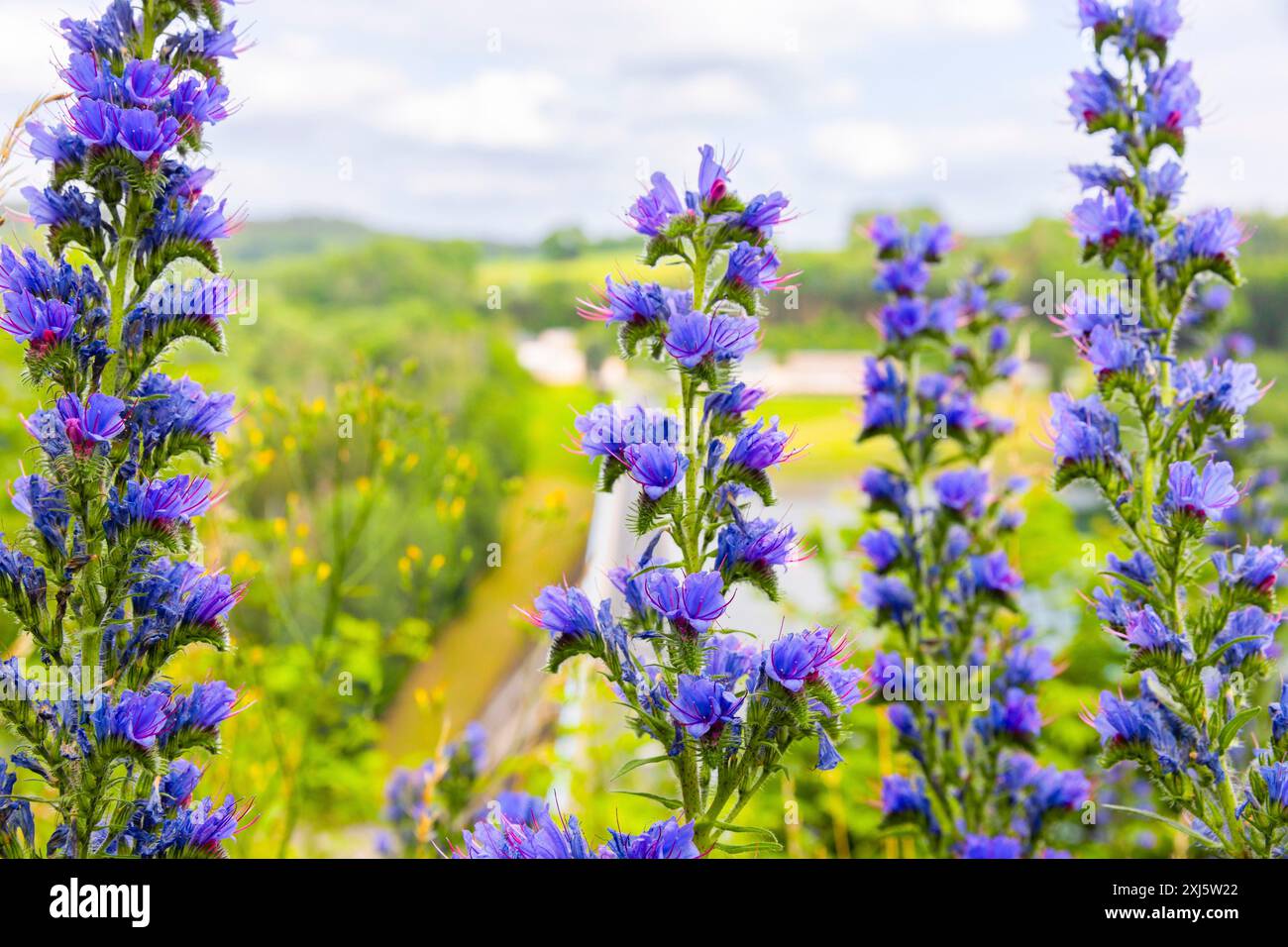 Echium vulgare also known as Viper's bugloss is a wild plant native to ...