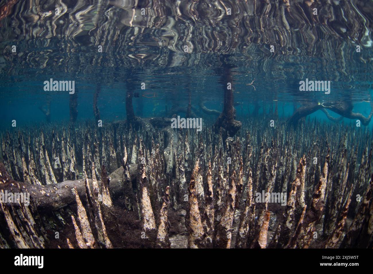 Spiky pneumatophores rise from a mangrove forest on the coast of ...