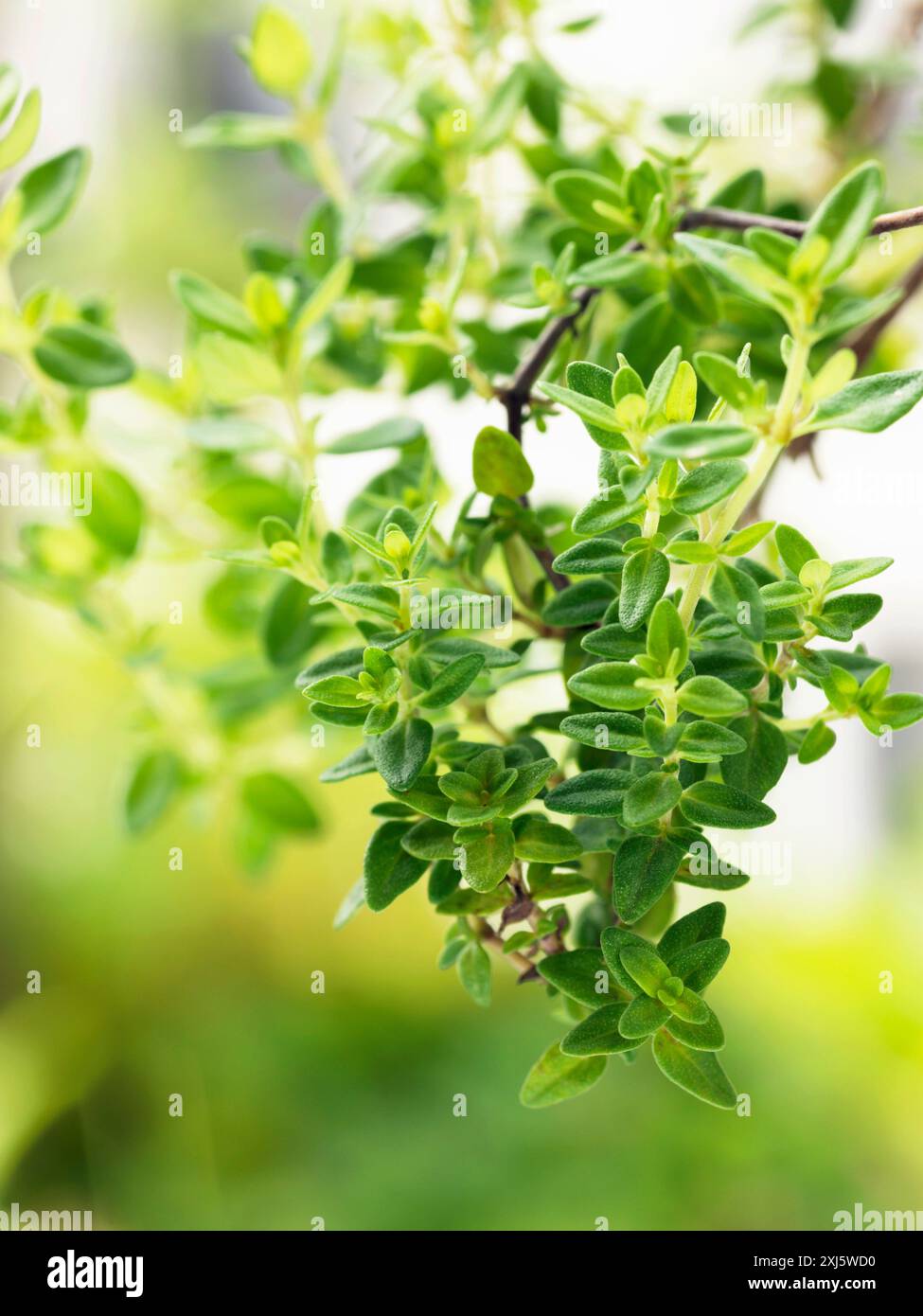 Thyme plantation hi-res stock photography and images - Alamy