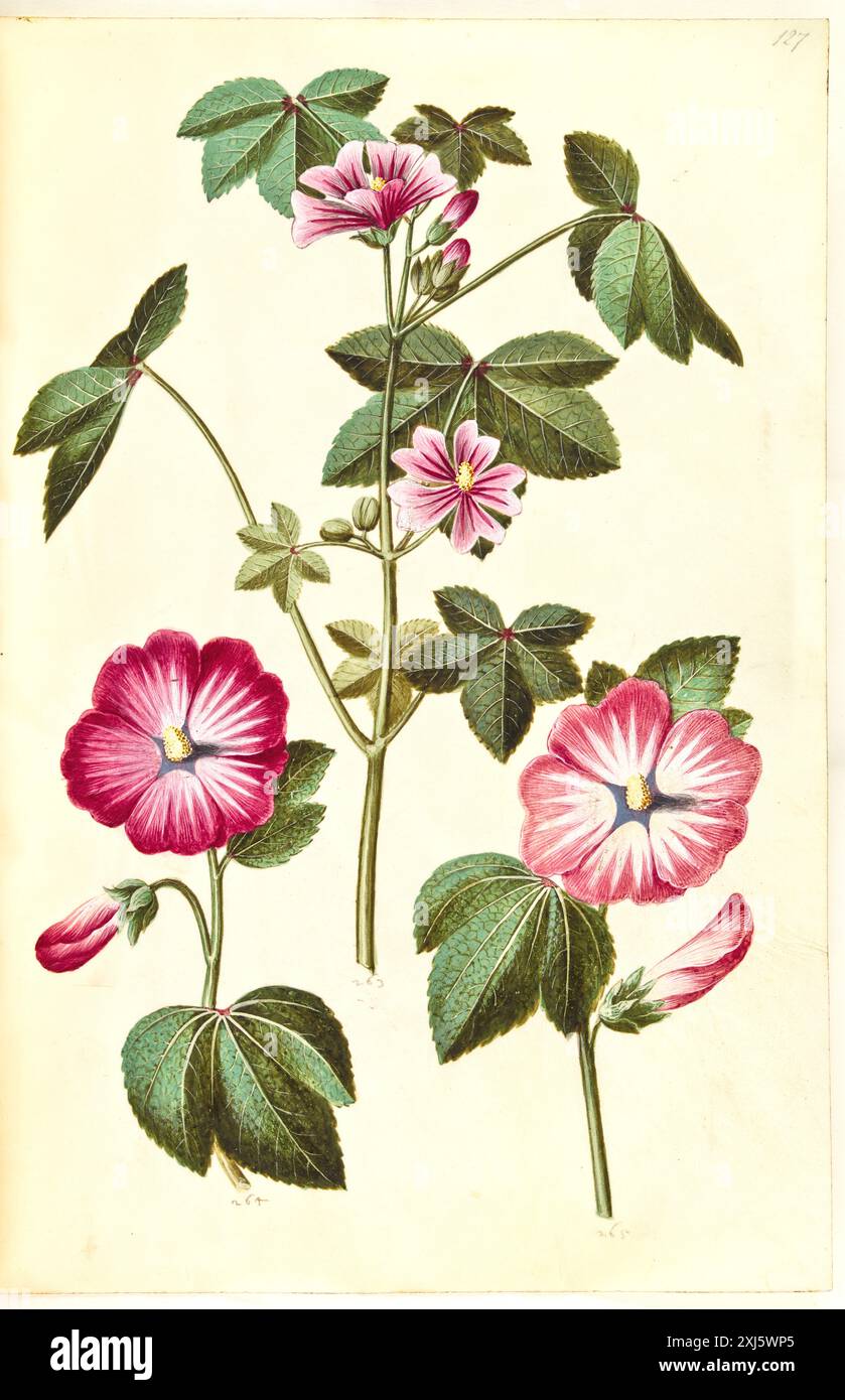 Gouache drawing by Hans Simon Holtzbecker and Maria Sibylla Merian ...