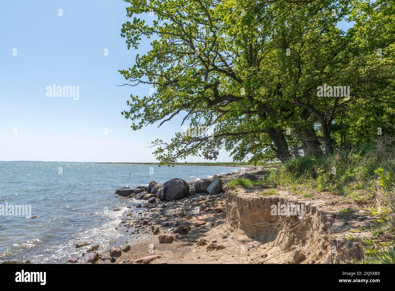 Svendborg, Thuro Island, coast, edge, stony beach, boulders, forest ...