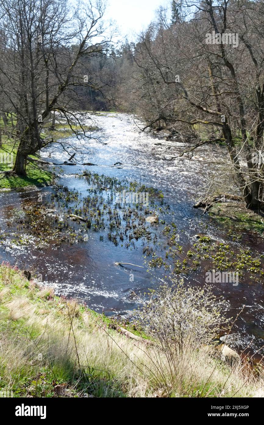 Trees around the Keila river in the Keila-Joa parkland area, Lääne ...