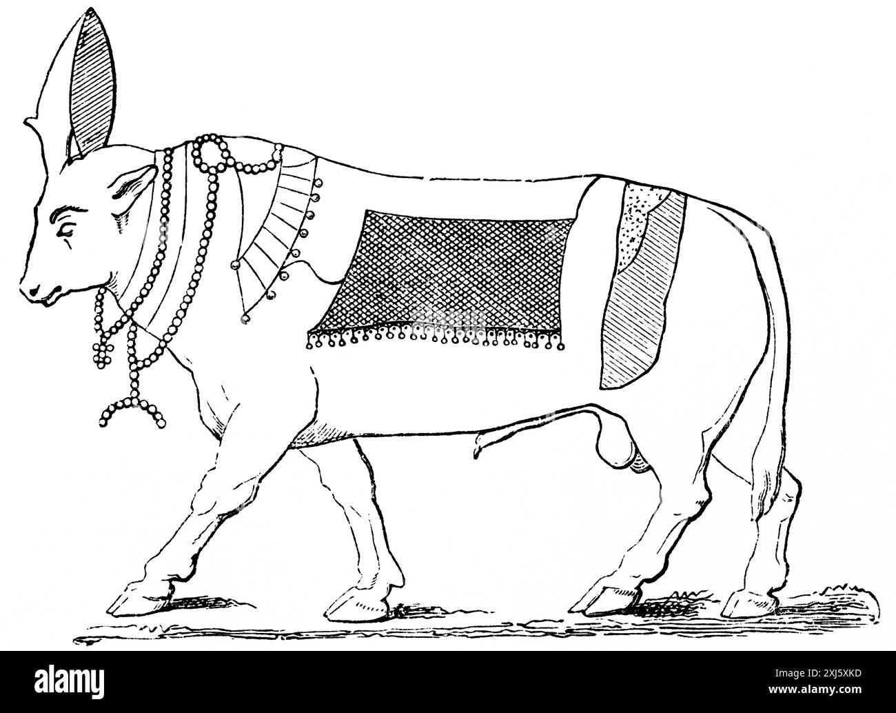Apis the sacred bull of Memphis, earthly embodiment of the god Ptah ...