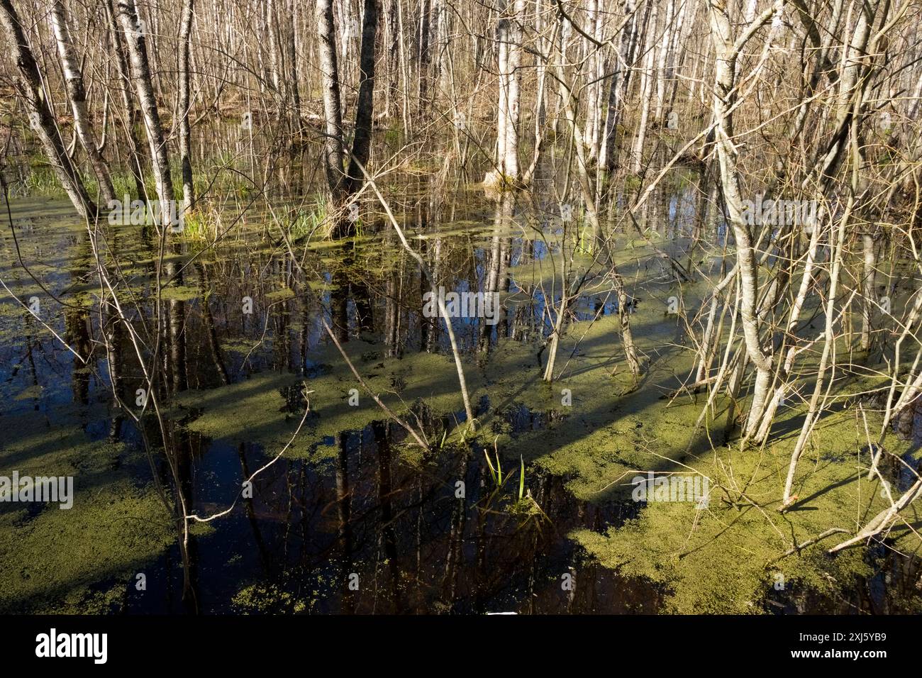Water in the bog and diagnol shadows with trees behind at Pääsküla bog ...