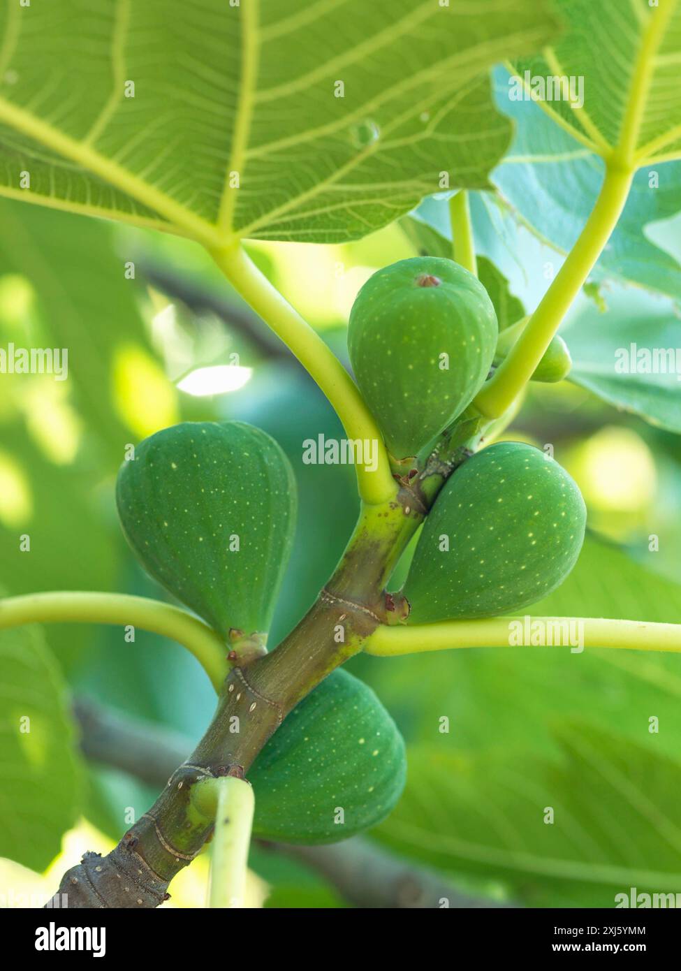 Figs plantation hi-res stock photography and images - Alamy