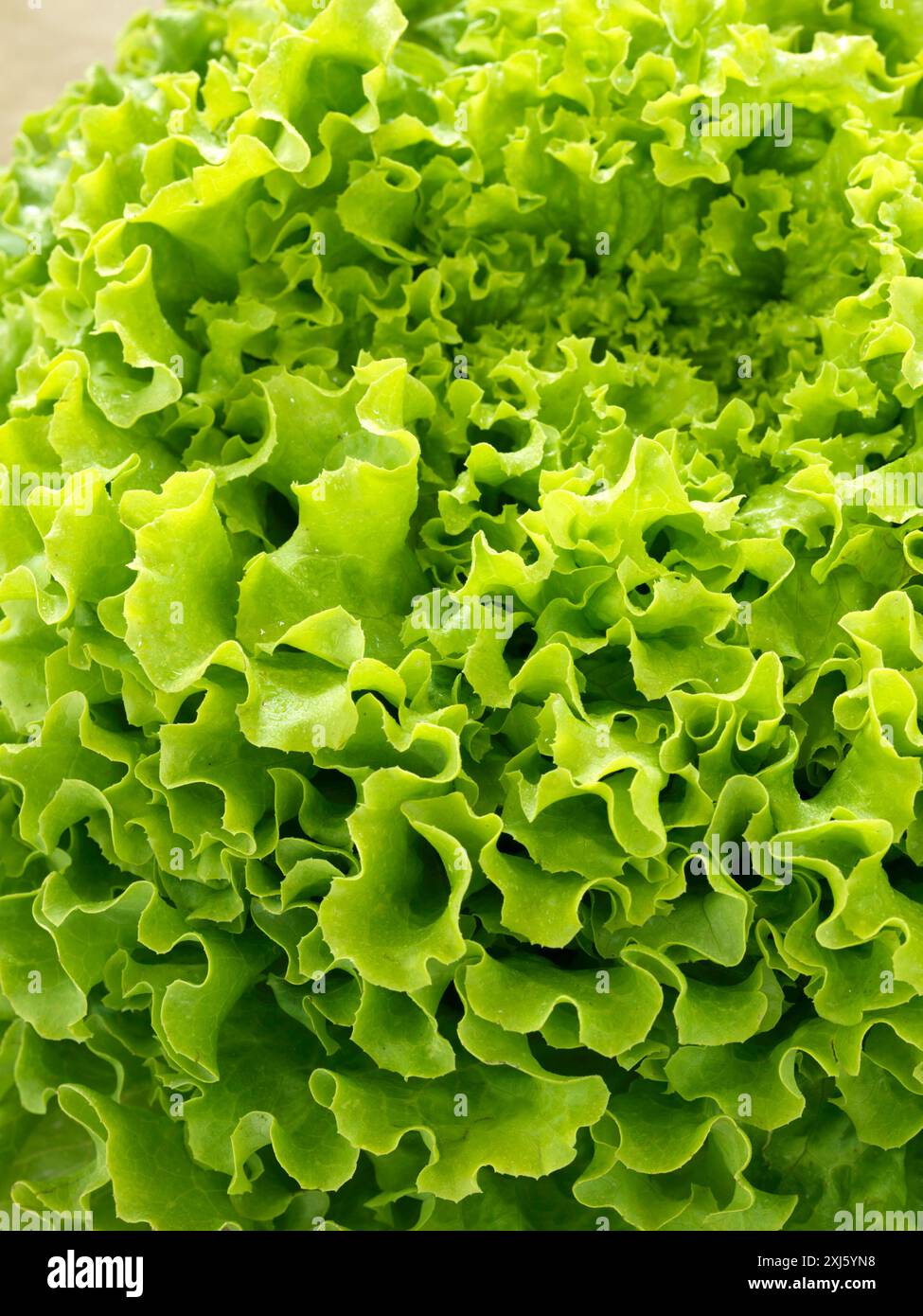 Batavia green lettuce hi-res stock photography and images - Alamy