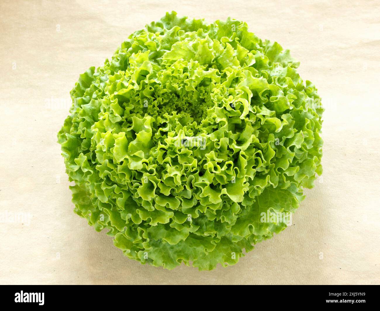 Batavia green lettuce hi-res stock photography and images - Alamy