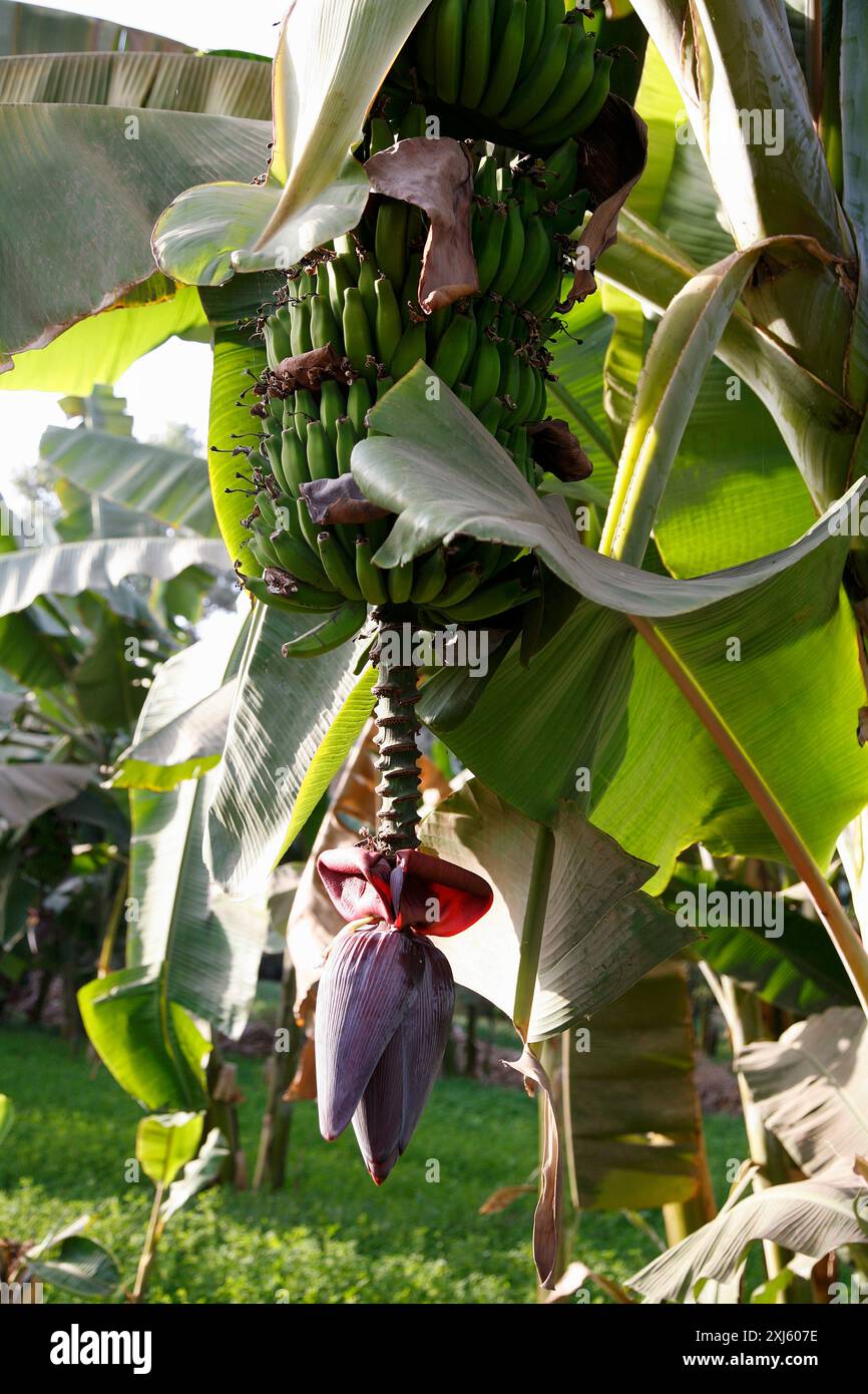 Selective focus green bananas hi-res stock photography and images - Alamy